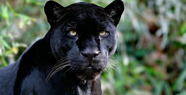 Pantera nera avvistata nelle campagne di Giovinazzo - Molfetta Discute ...